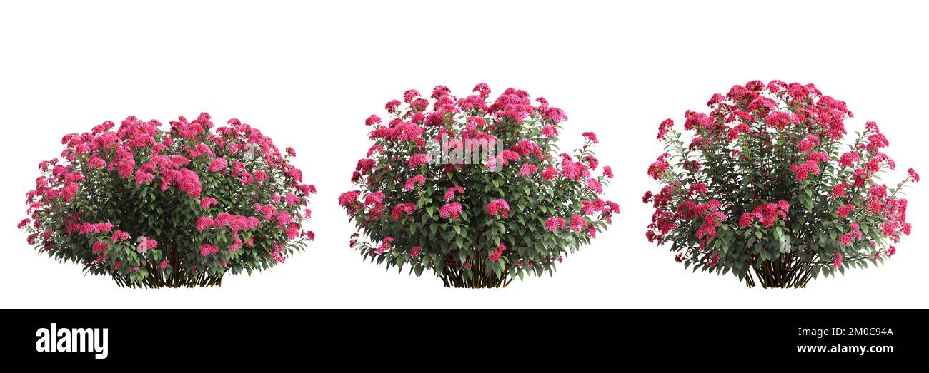3d illustration of set Spirea Japonica bush isolated on white ...