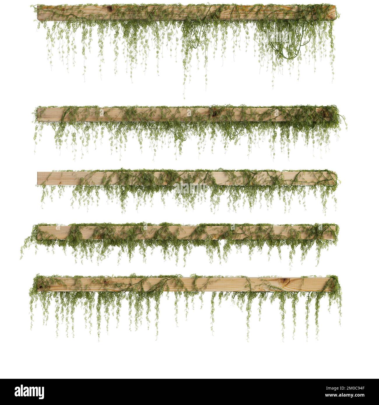 3d illustration of set hanging ivy isolated on white background Stock ...
