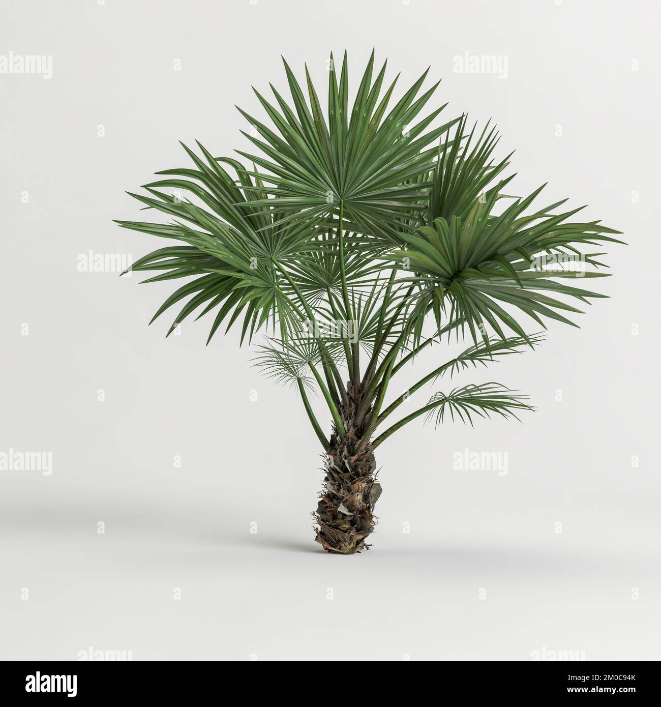 3d illustration of fan palm trees isolated on white background Stock ...