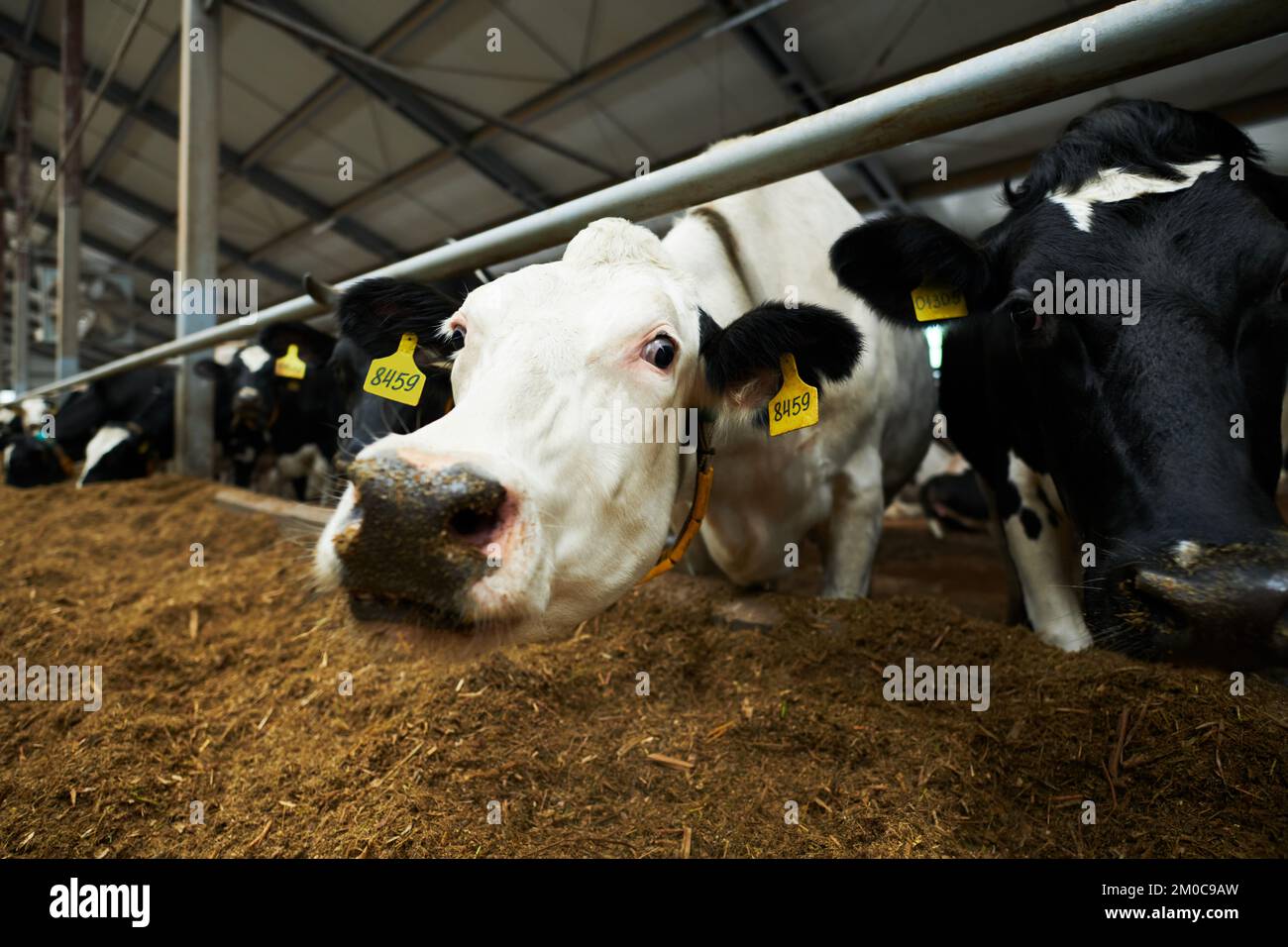 White and black purebred dairy cows standing in cowshed and eating ...