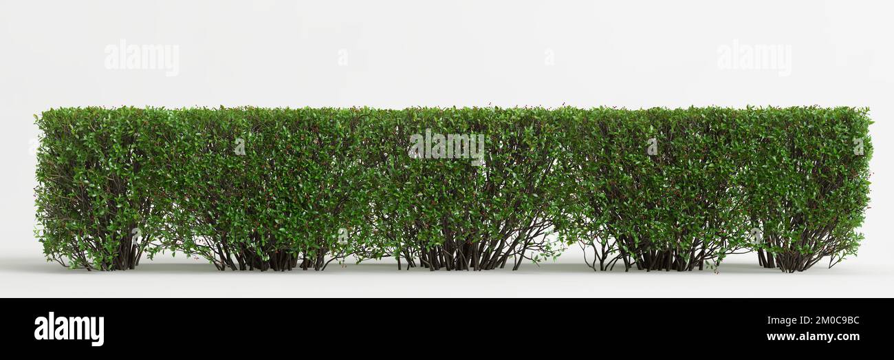 3d illustration of bush isolated on white background Stock Photo - Alamy