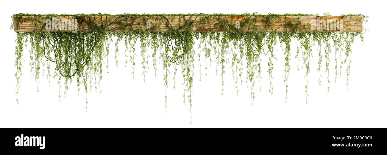 3d illustration of hanging ivy isolated on white background Stock Photo ...