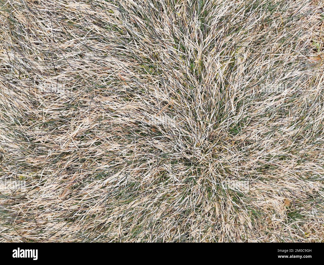 Fall concept. Texture of wilted Grass. Dry grass background Stock Photo ...