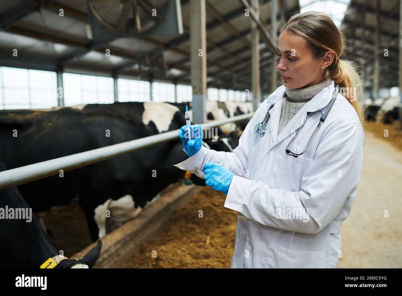 Young vet clinician in labcoat preparing syringe with new vaccine ...