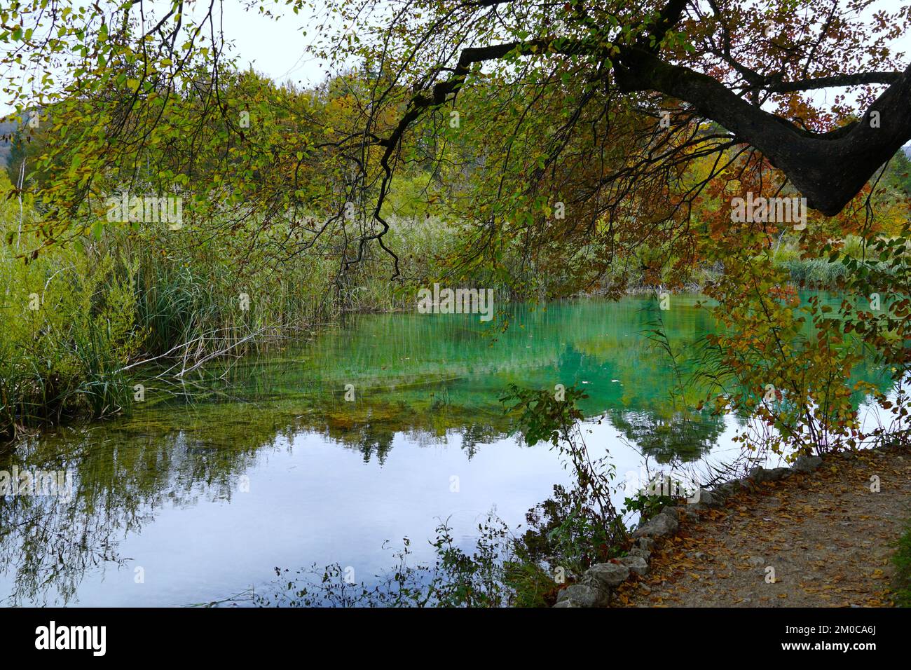 A brown dry tree branch above a forest lake of turquoise water Stock ...