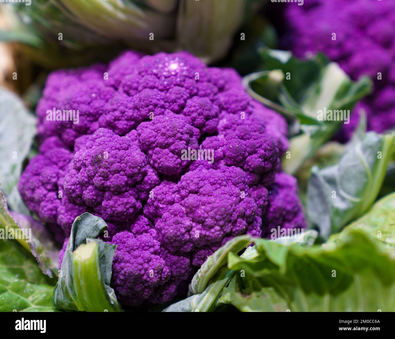 Purple Cauliflower close up with green leaves Stock Photo - Alamy
