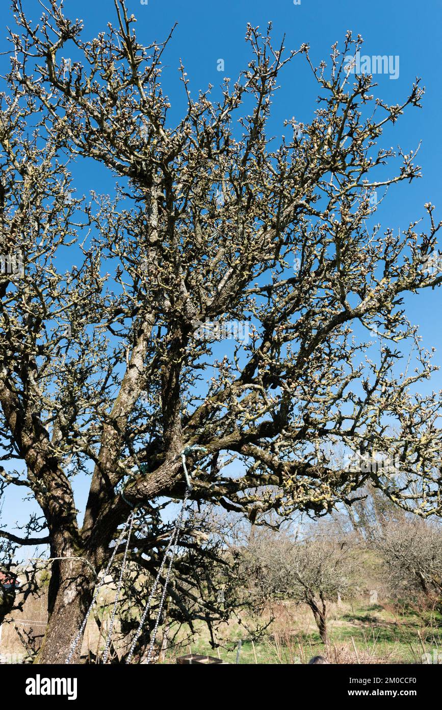 Old pear tree hi-res stock photography and images - Alamy