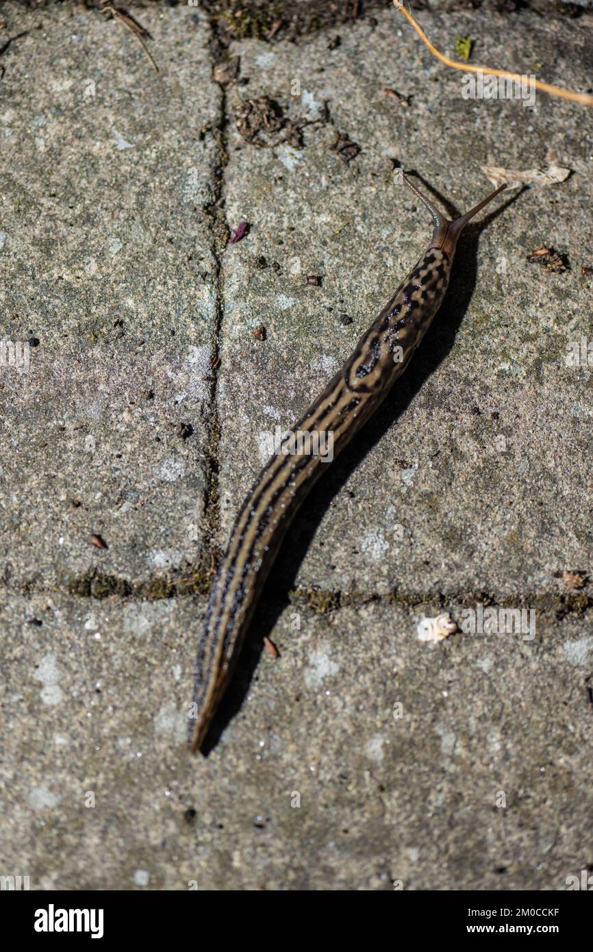 Leopard slug on white hi-res stock photography and images - Alamy