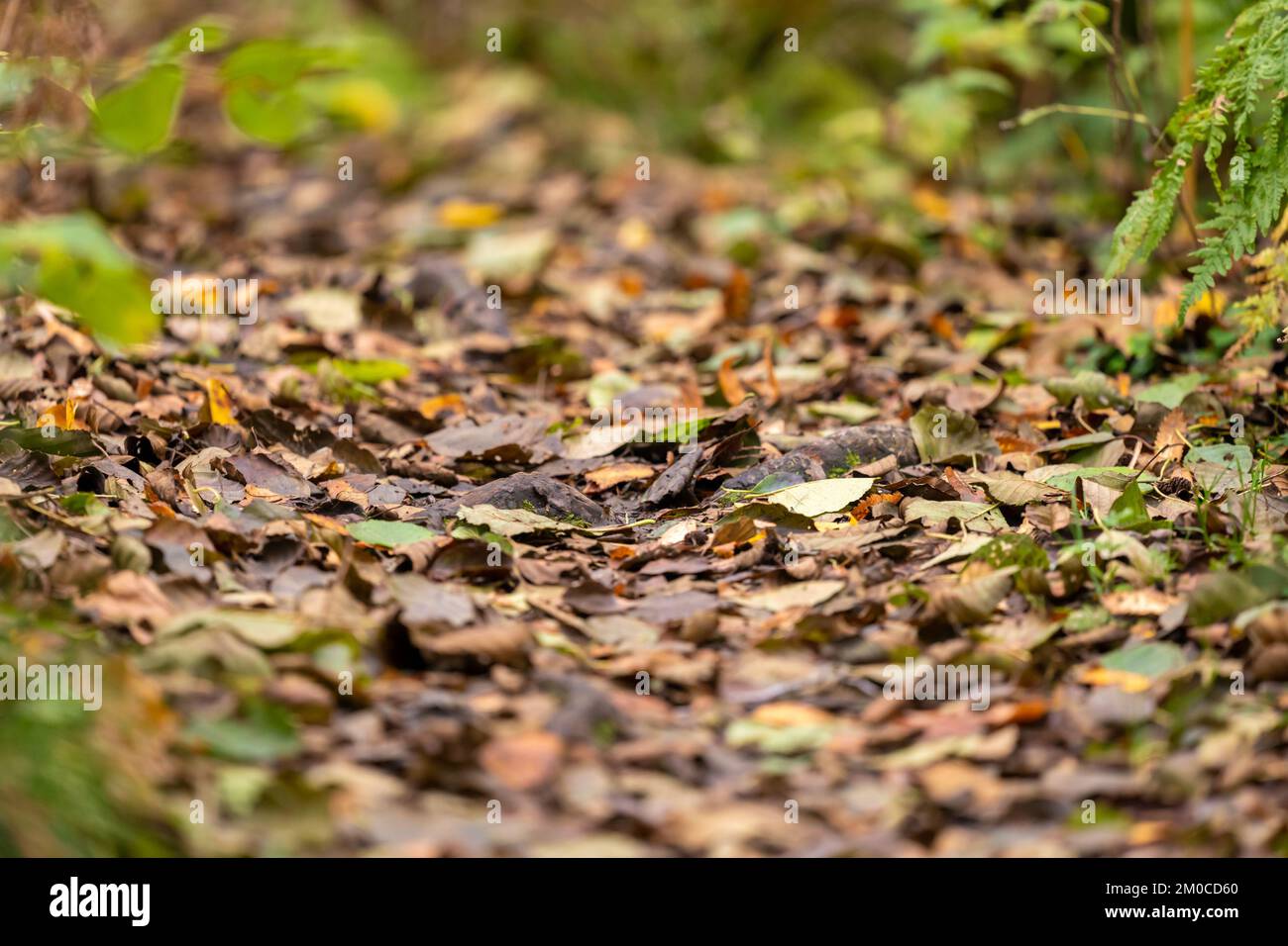 Fallen leaves on a forest path Stock Photo - Alamy
