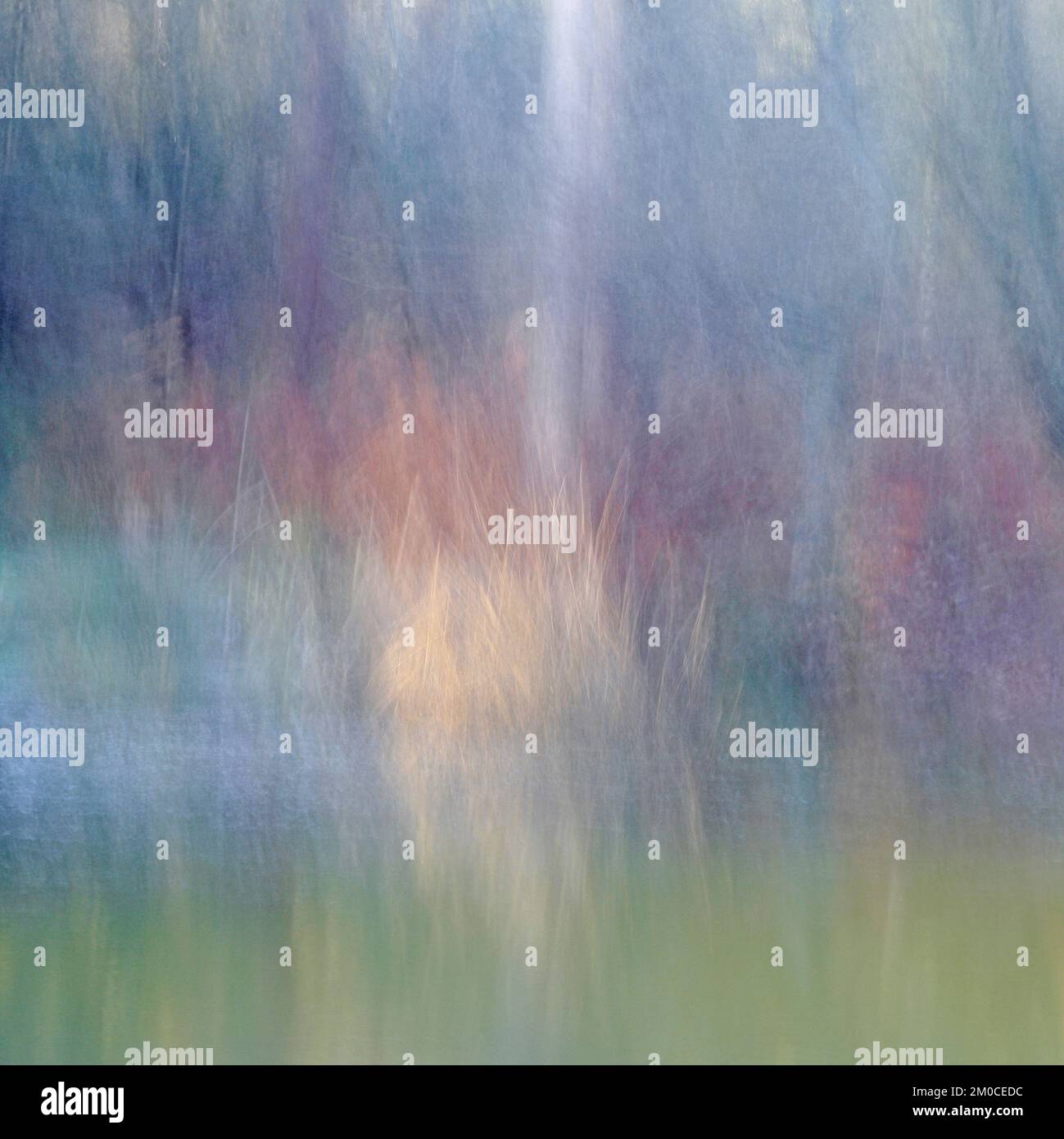 Abstract impressionism of the woodlands of Cannock Chase forest in ...