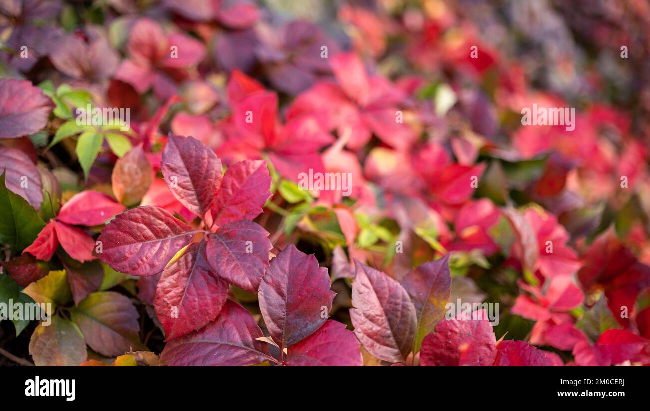 Yellow, Red, Green maple leaves during autumn season with warm sunlight ...