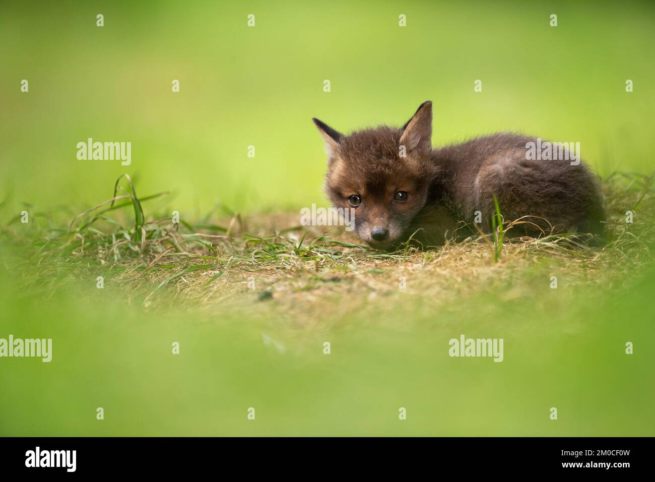 Cub outside hi-res stock photography and images - Alamy