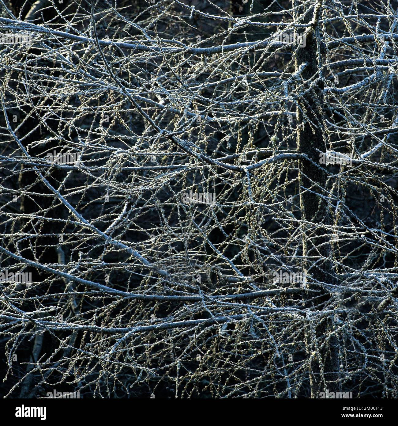 Abstract Larch tree in the beautiful forests and woodlands of Cannock ...