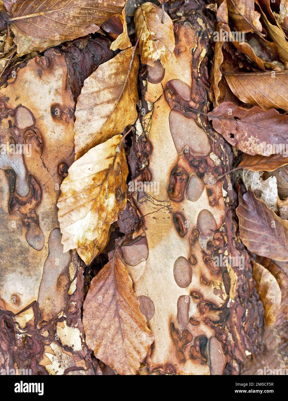 Trees in Spring beauty in nature with striking design, shape, texture ...