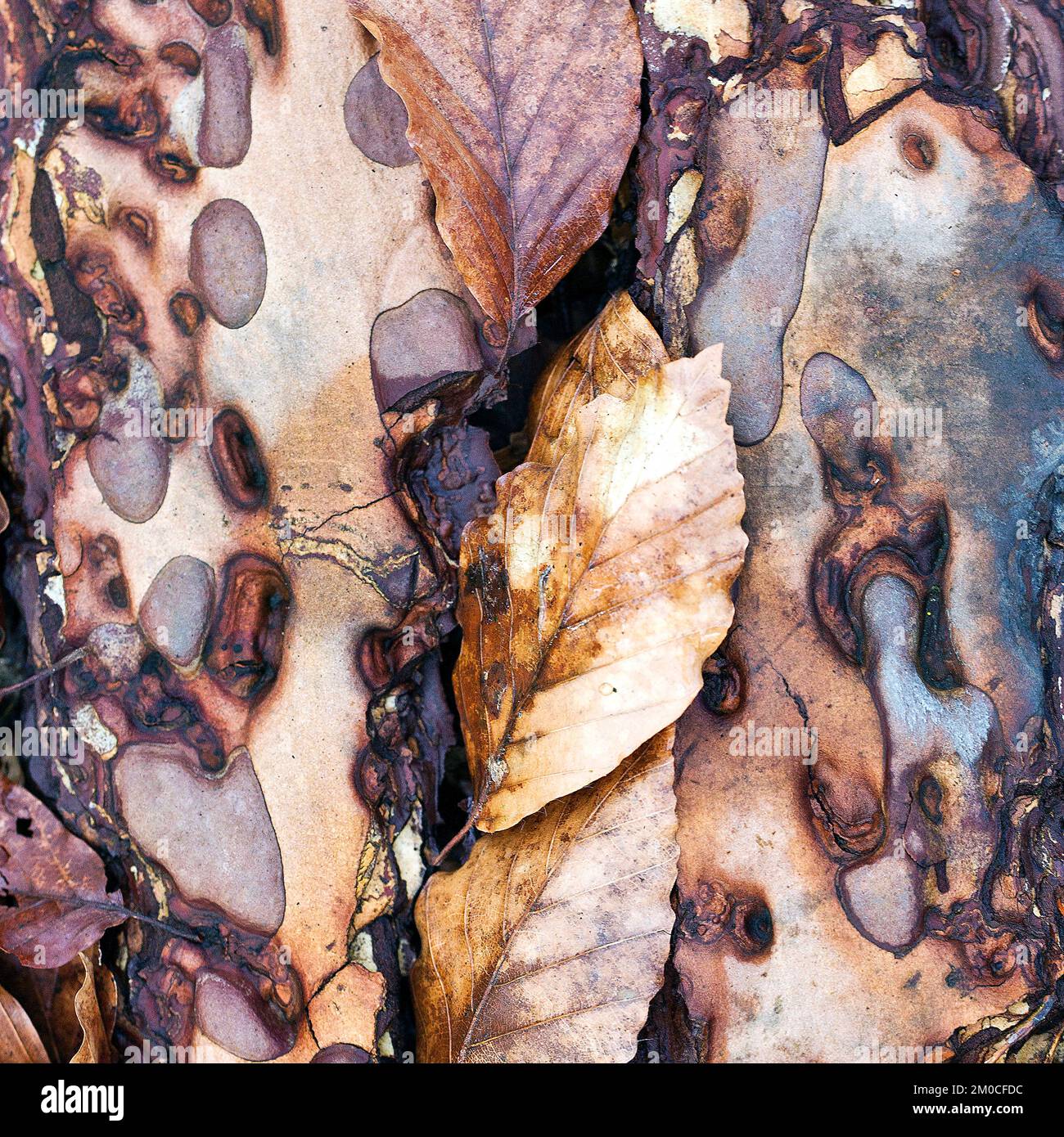 Trees in Spring beauty in nature with striking design, shape, texture ...