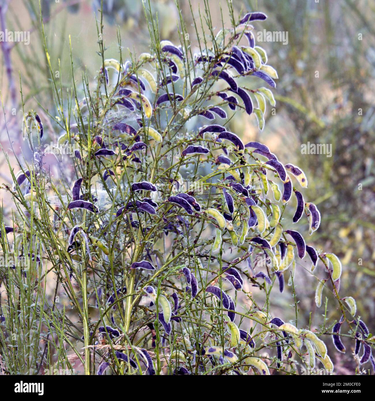 Purple pods of Broom in Summer showing beauty in nature with striking ...