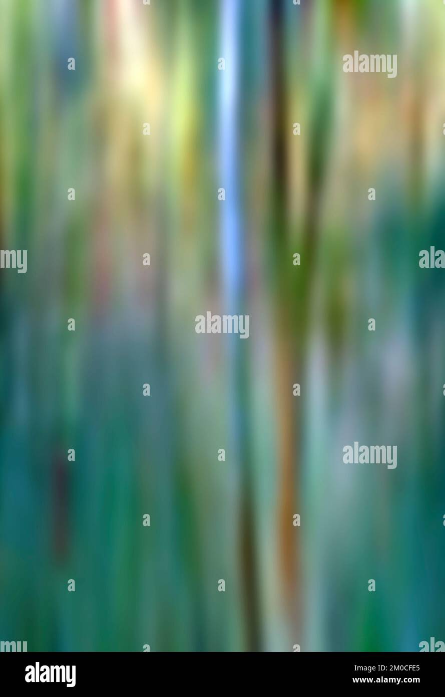 Eucalyptus trees in Summer showing beauty in nature with striking ...