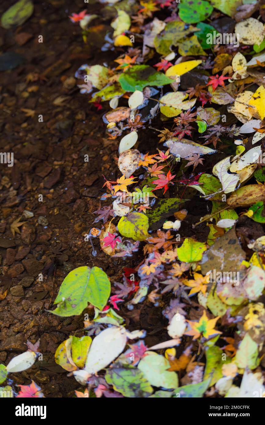 A vertical shot of leaves of different types of colors and shapes ...