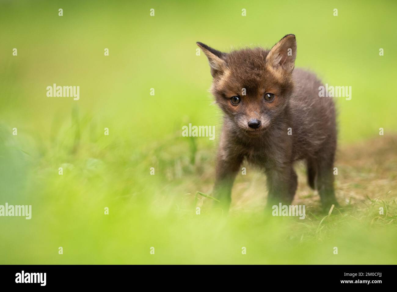 A very young fox cub explores it's new surroundings outside the den ...