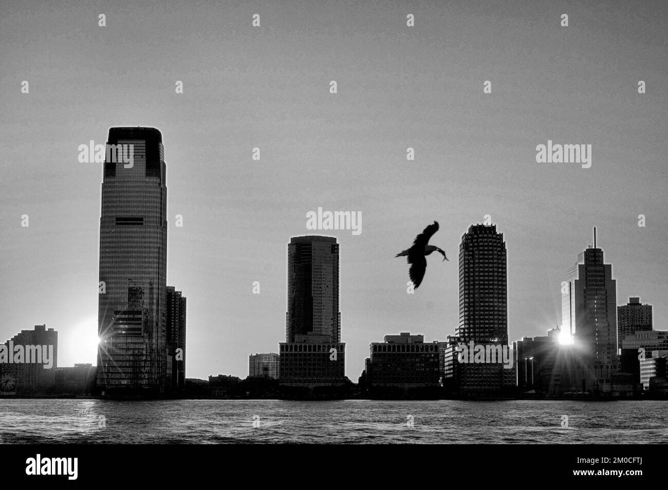 Sunset views of the Hudson River from Battery Park. A seagull just fish ...