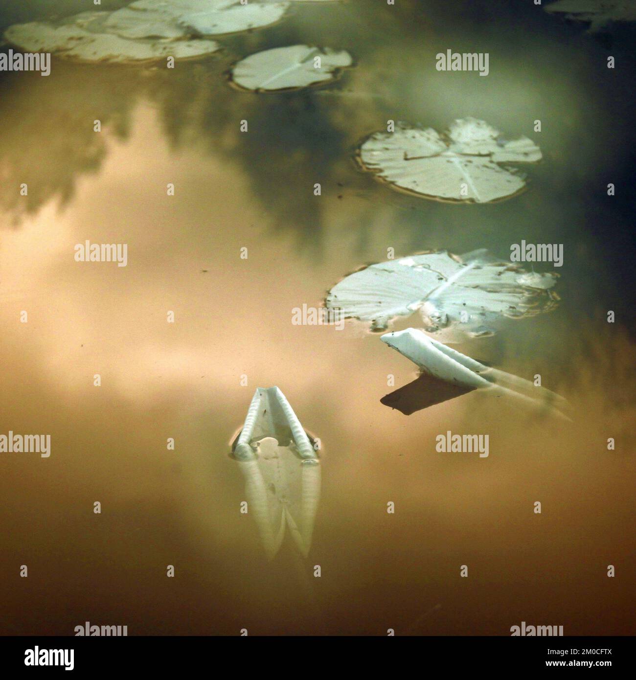 Abstract colour photograph using in camera multiple exposures selective ...