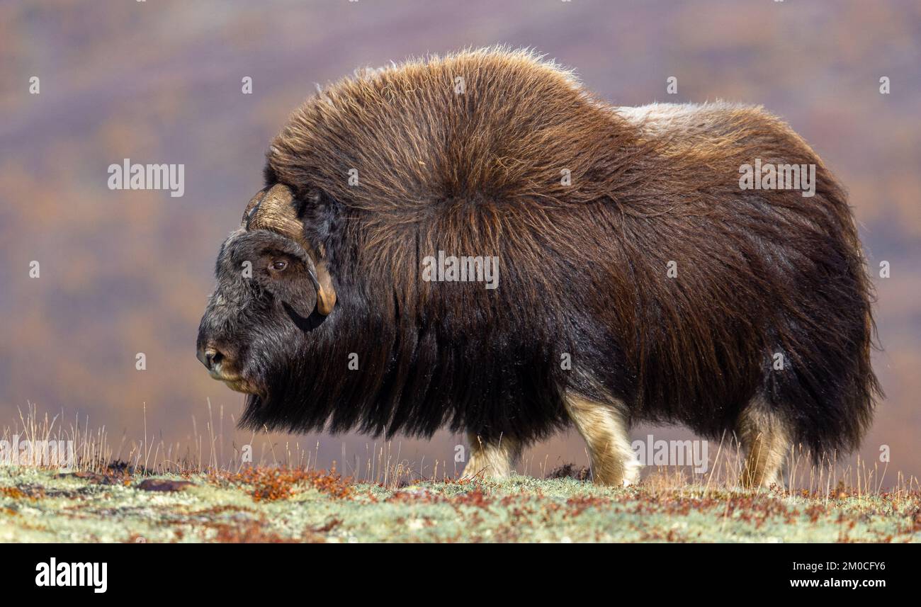 A big musk ox (Ovibos moschatus) standing still on the blurred ...