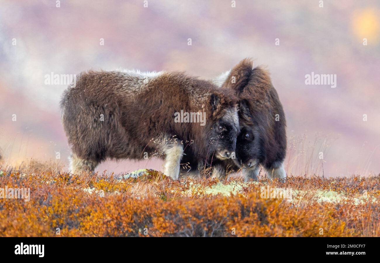 Cute baby musk oxen (Ovibos moschatus) headbutting on the blurred ...
