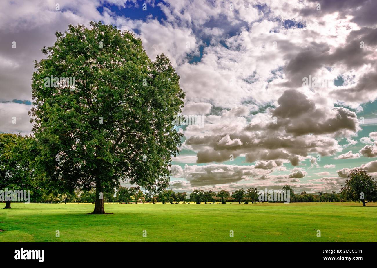 Irish landscape with tree under dramatic sky in the autumn. Picture ...