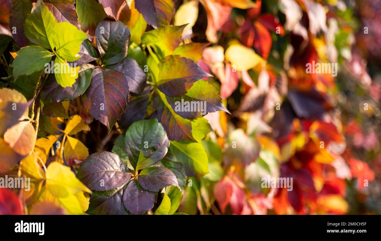 Yellow, Red, Green maple leaves during autumn season with warm sunlight ...