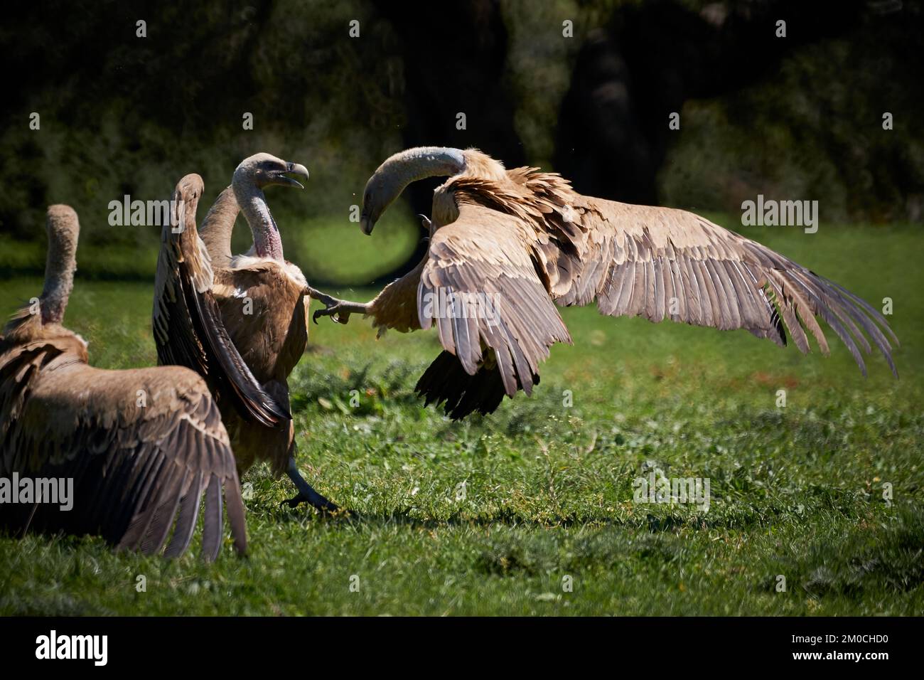 Pelea de buitres hi-res stock photography and images - Alamy