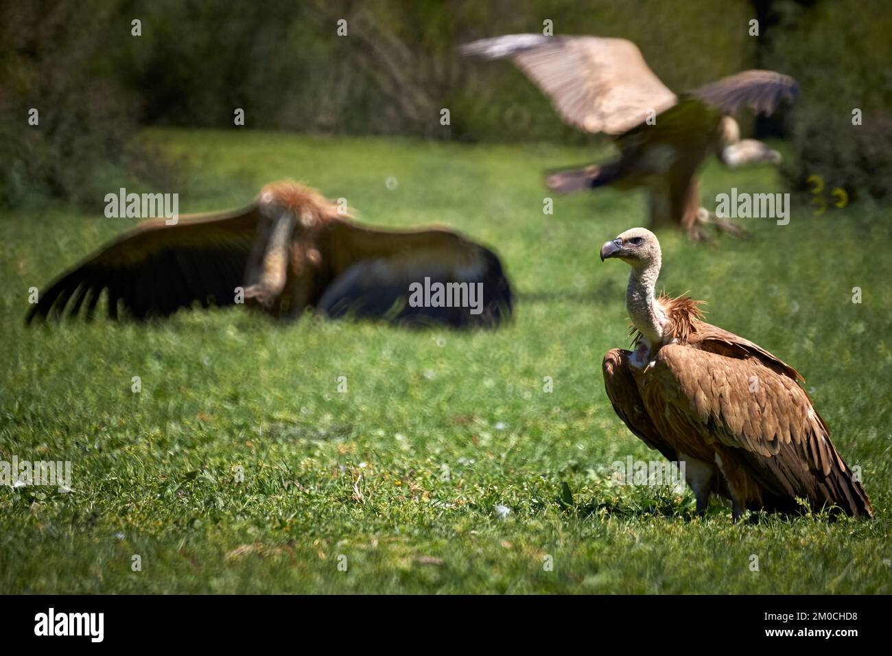 Pelea de buitres hi-res stock photography and images - Alamy