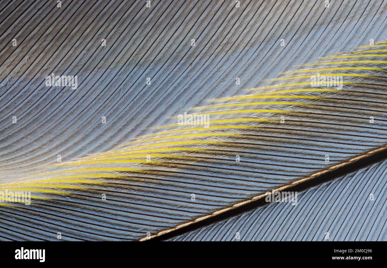 A high magnification view of a feather Stock Photo - Alamy