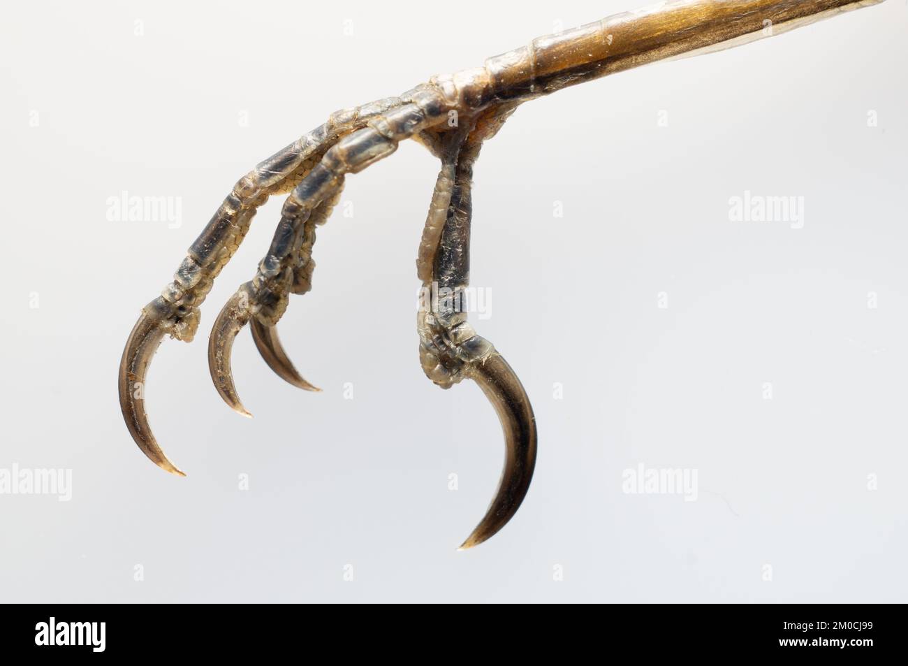 The syndactyl foot of a coal tit Stock Photo - Alamy