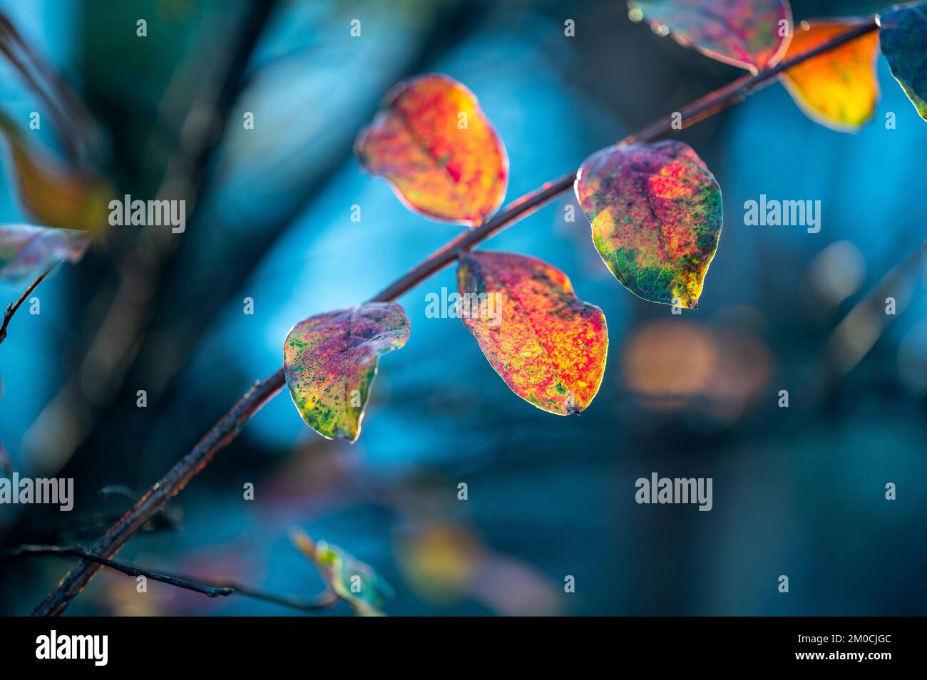 A selective focus closeup view of brightly colored leaves Stock Photo ...