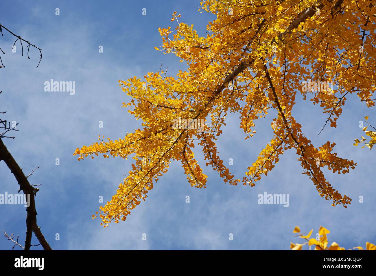 A low angle of a yellow tree in autumn Stock Photo - Alamy