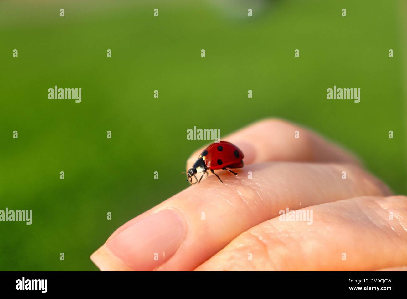 A selective focus closeup view of a ladybug on the hand of a caucasian ...