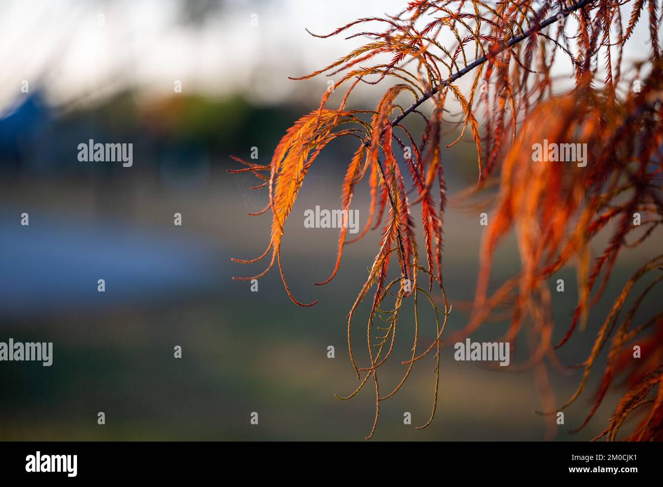 A selective focus closeup view of the autumn leaves of a bald cypress ...