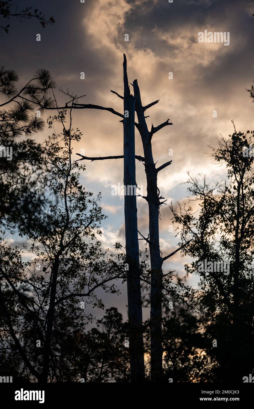 A vertical low angle view of the silhouettes of trees in the forest ...