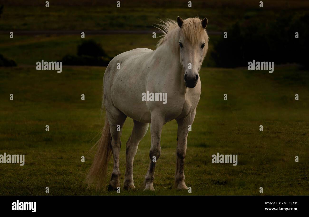 A white Icelandic horse in the field Stock Photo - Alamy