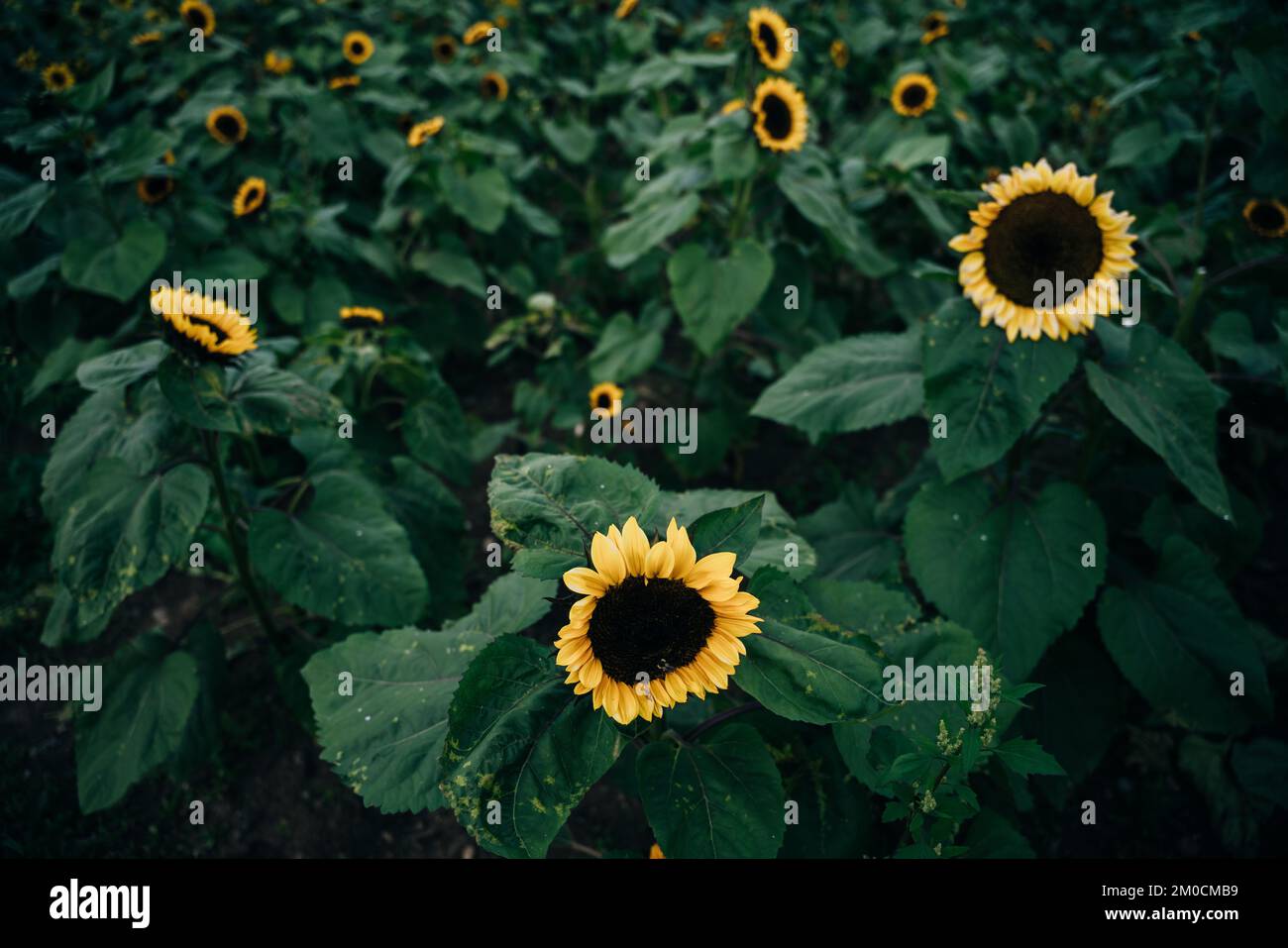 colorful field of sunflowers in the summer in the hills. High quality ...