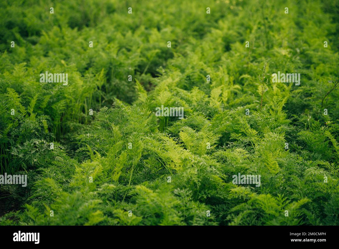 Carrots growing in the beds in the farmers field, carrots sticking out ...