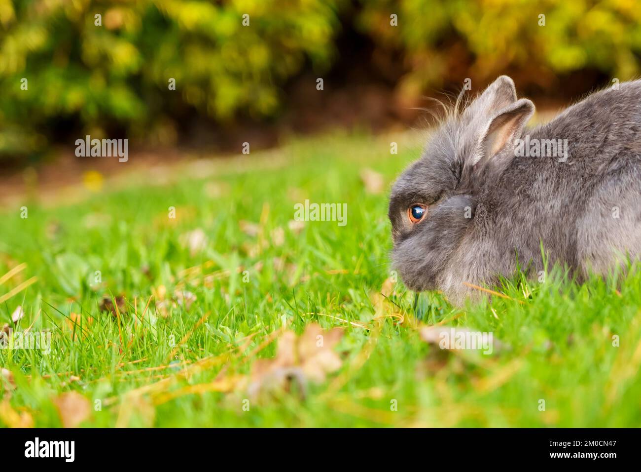 A young gray rabbit eating green grass in a meadow. Grey little Easter ...