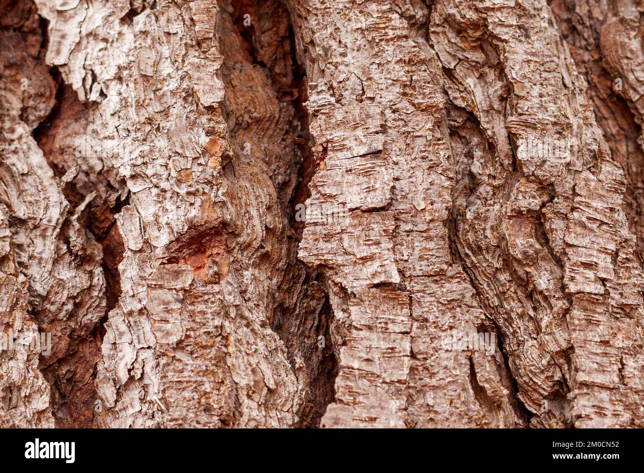 Weathered wrinkled bark of an old pine tree. Brown natural background ...