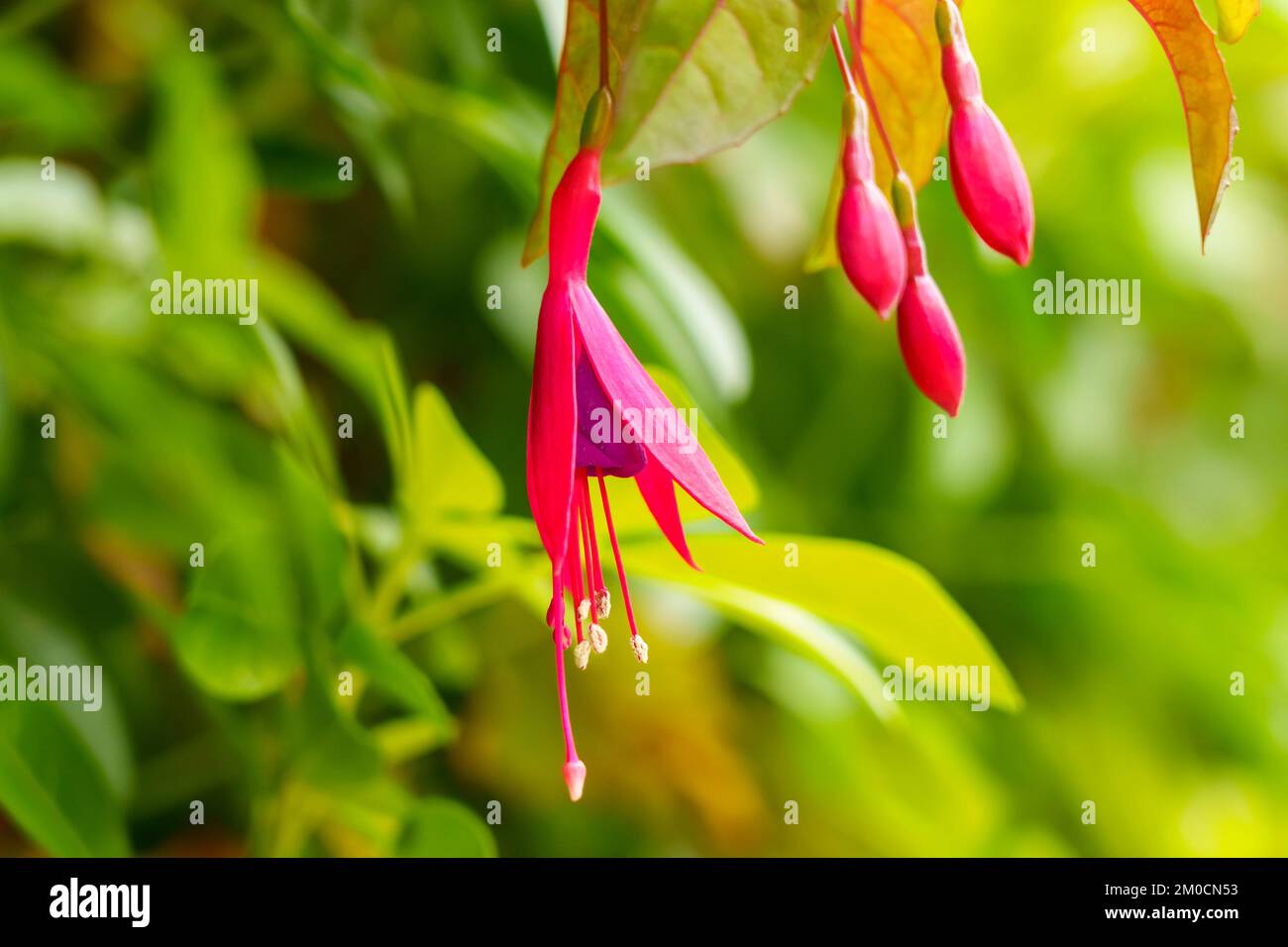 Blooming colourful red fuchsia flowers in nature close up Stock Photo ...