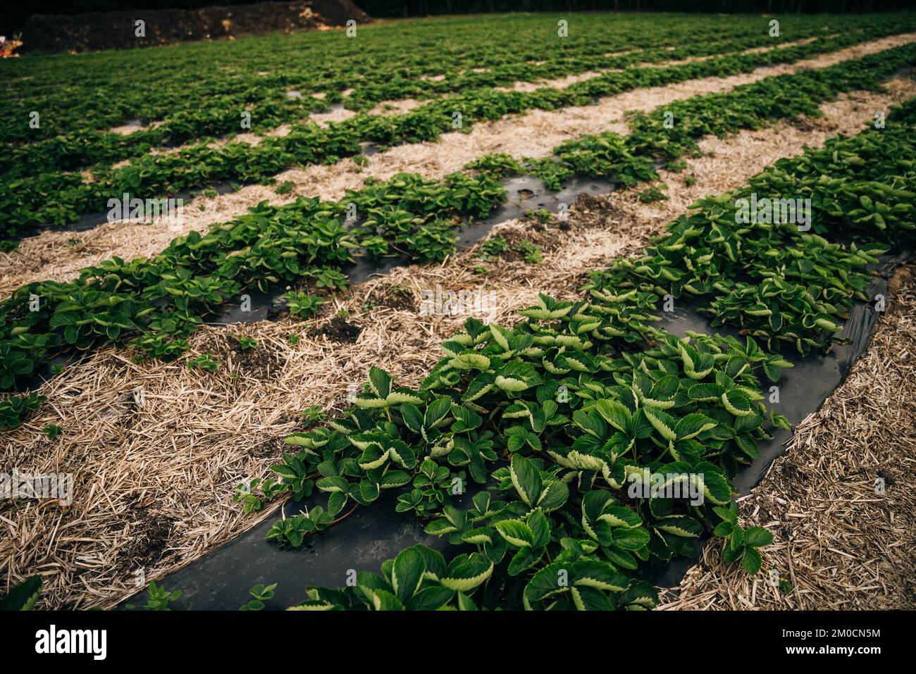 Strawberry beds in sunlight in a household garden. Top view ...