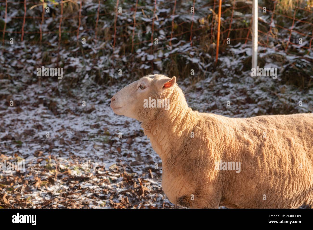 Outdoor sheep spring hi-res stock photography and images - Alamy