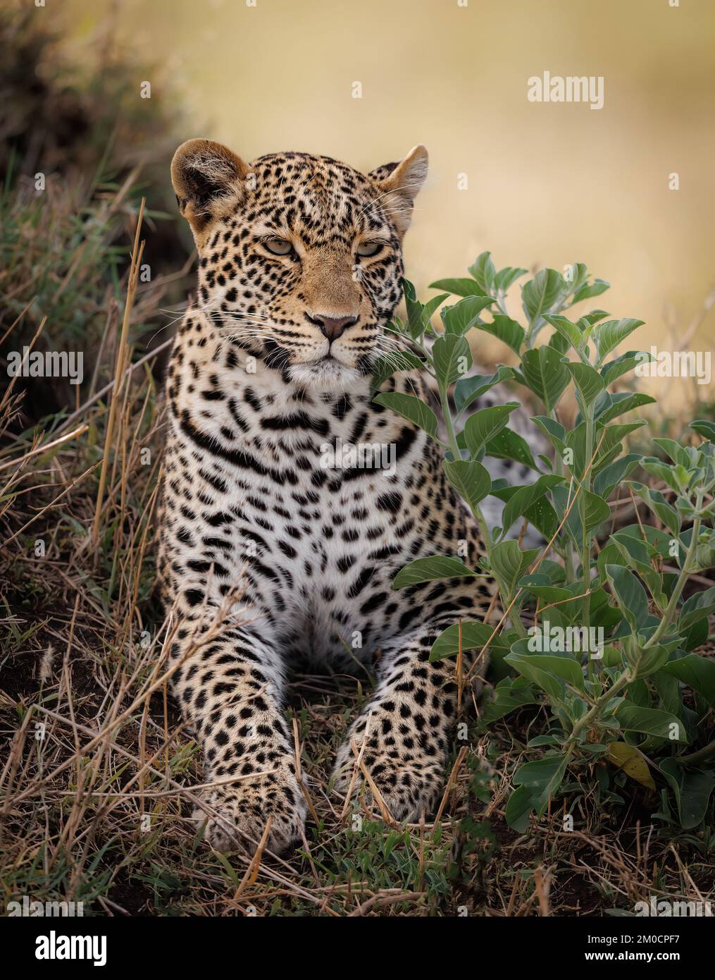 A leopard on safari in Africa Stock Photo - Alamy