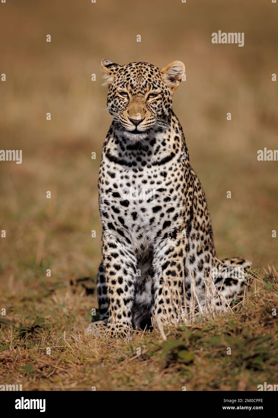 A leopard on safari in Africa Stock Photo - Alamy
