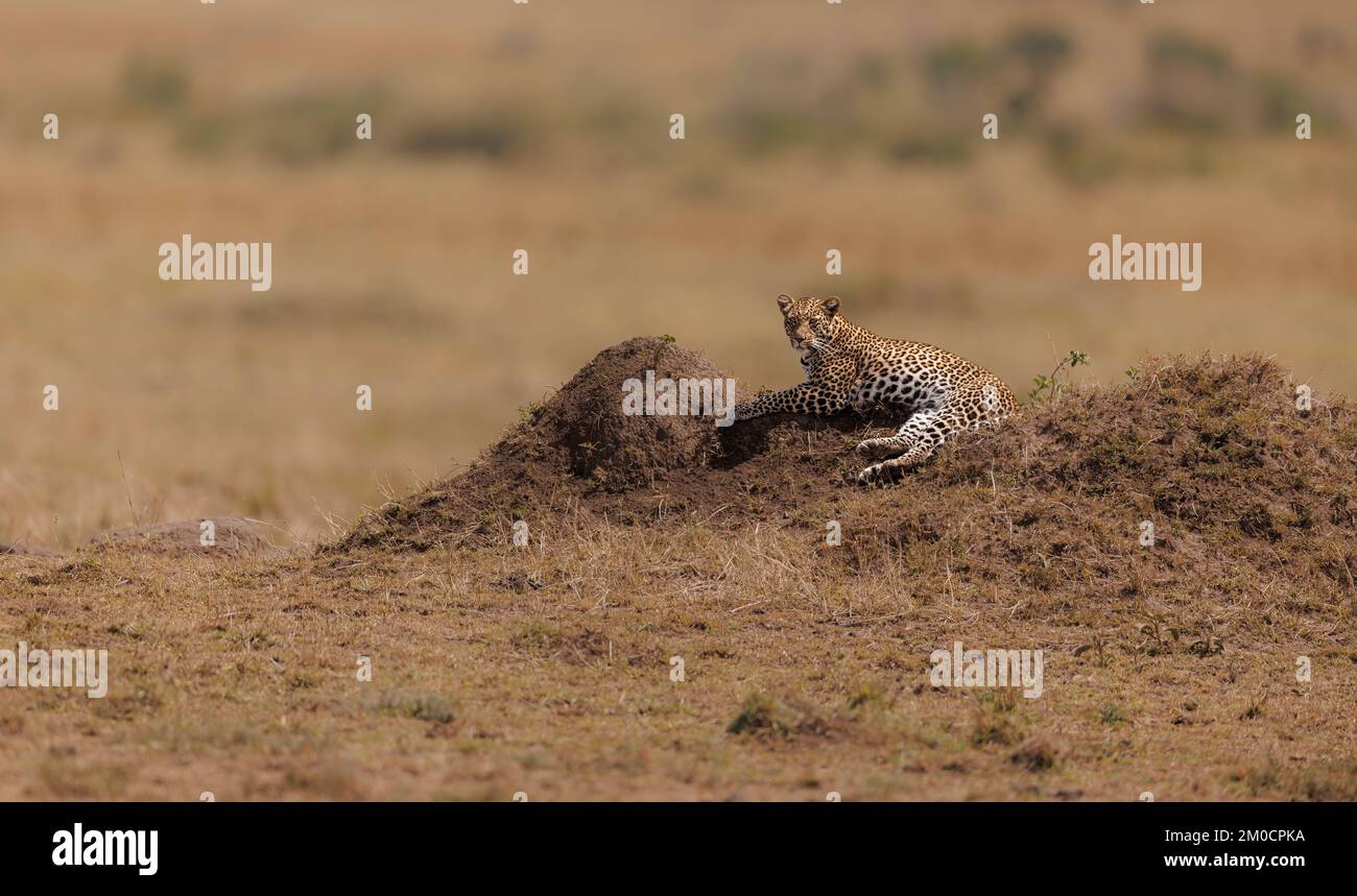 A leopard on safari in Africa Stock Photo - Alamy