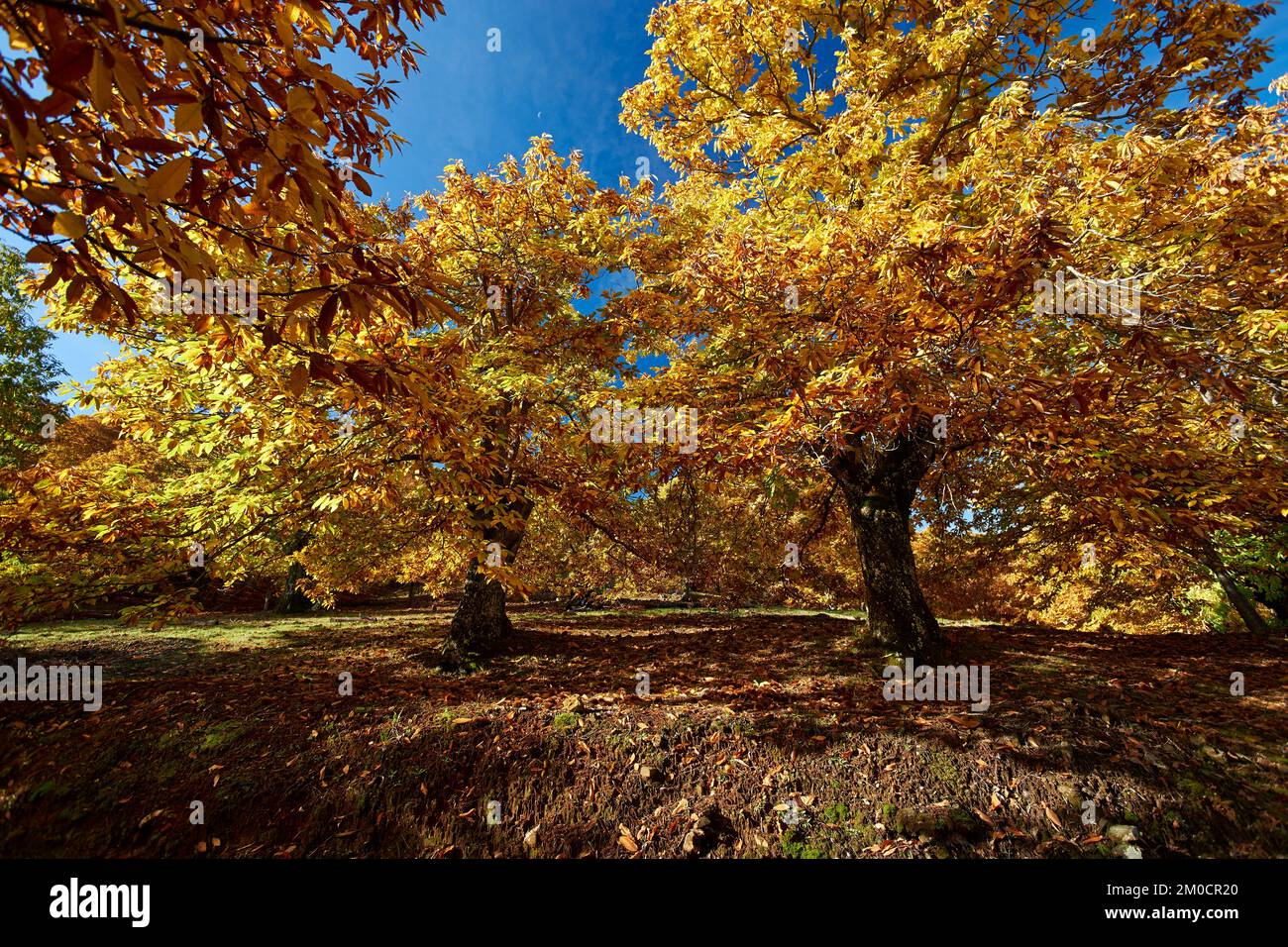 árboles otoño hi-res stock photography and images - Alamy